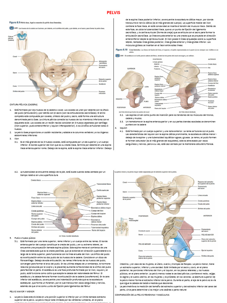 Partes de la pelvis y su anatomía | PDF | Pelvis | Sistema ...