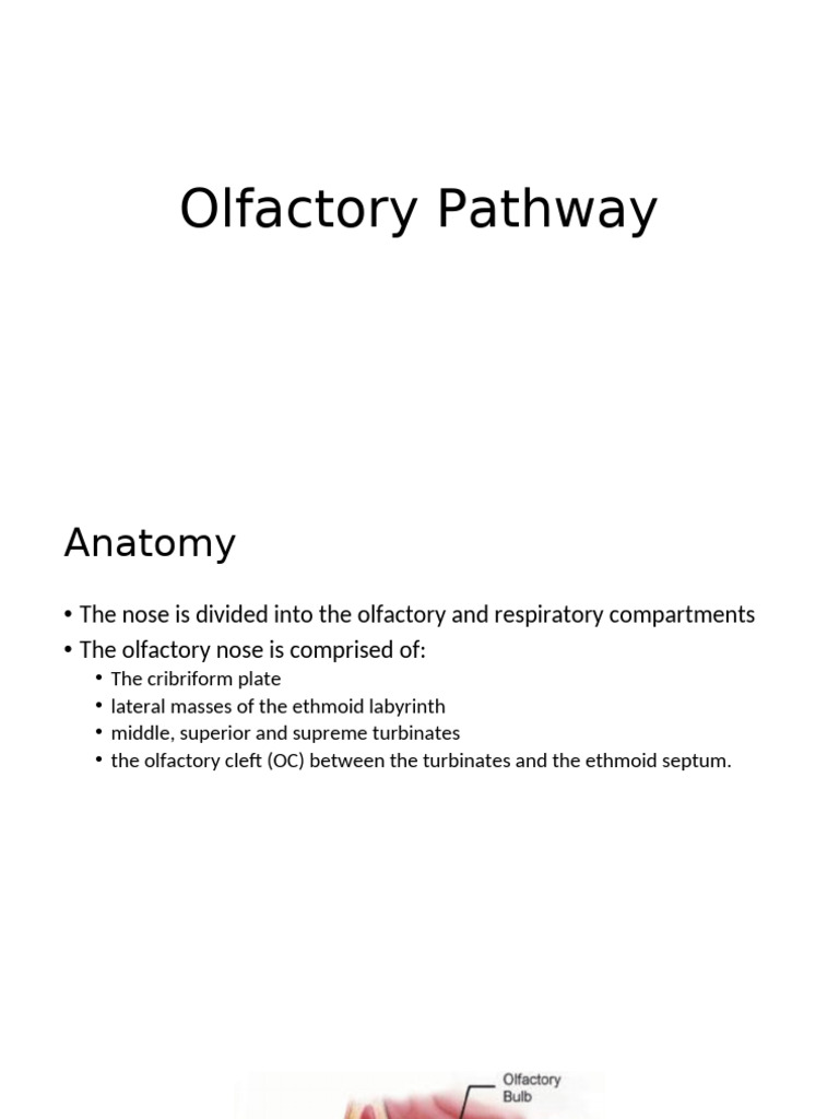 Olfactory Pathway | PDF | Limbic System | Olfactory System