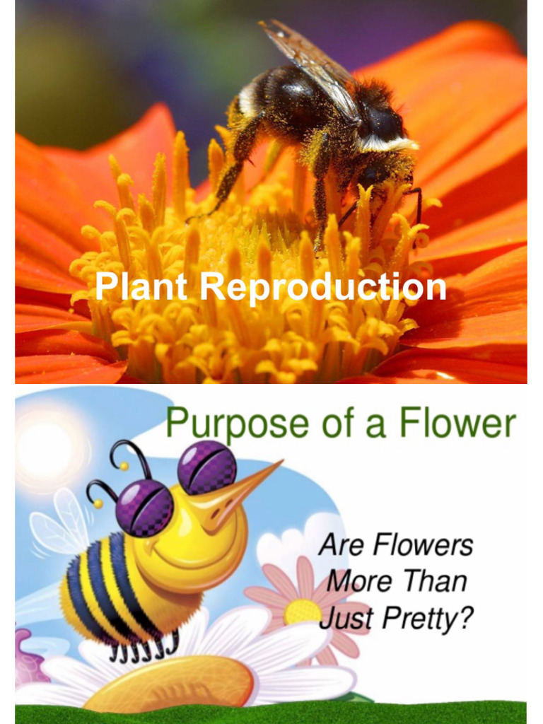 P5.Sci - Plant Reproduction | PDF