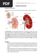 Sheep Kidney Dissection Guide | PDF