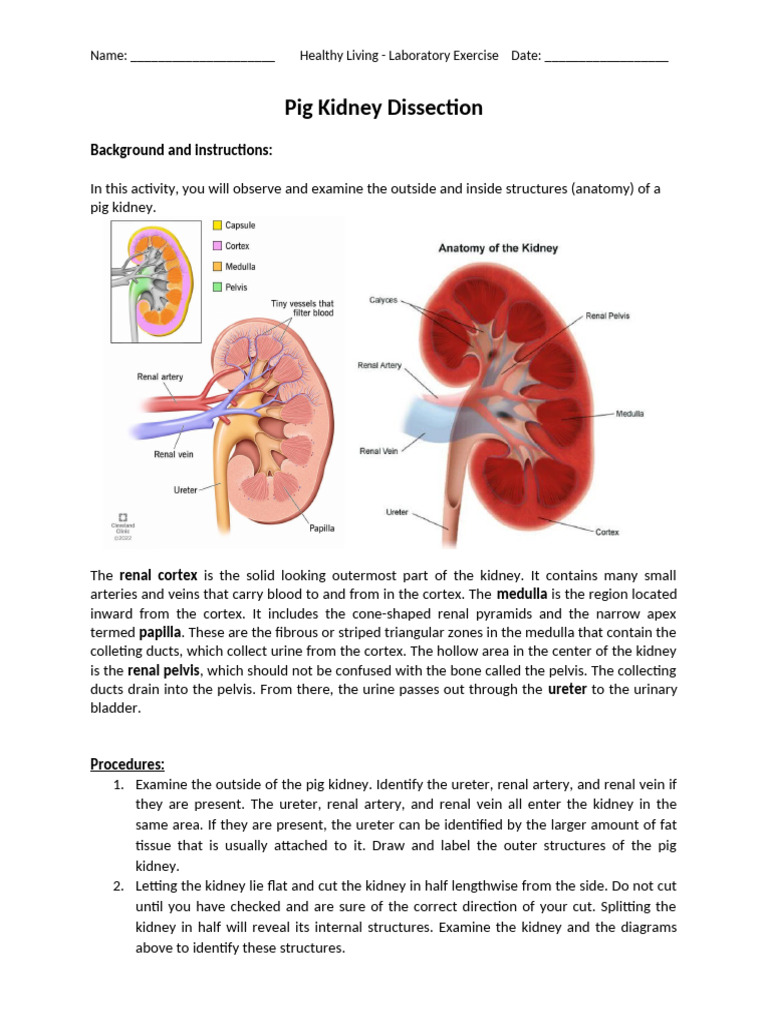 Kidney LabManual | PDF