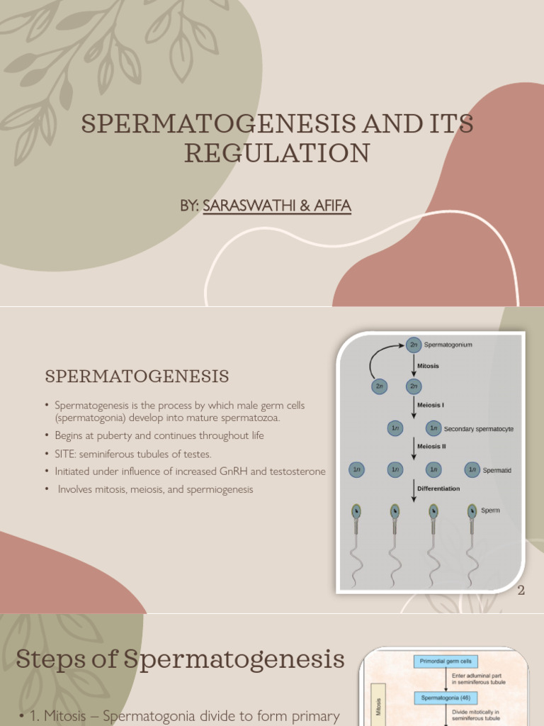 Spermatogenesis and Its Regulation | PDF