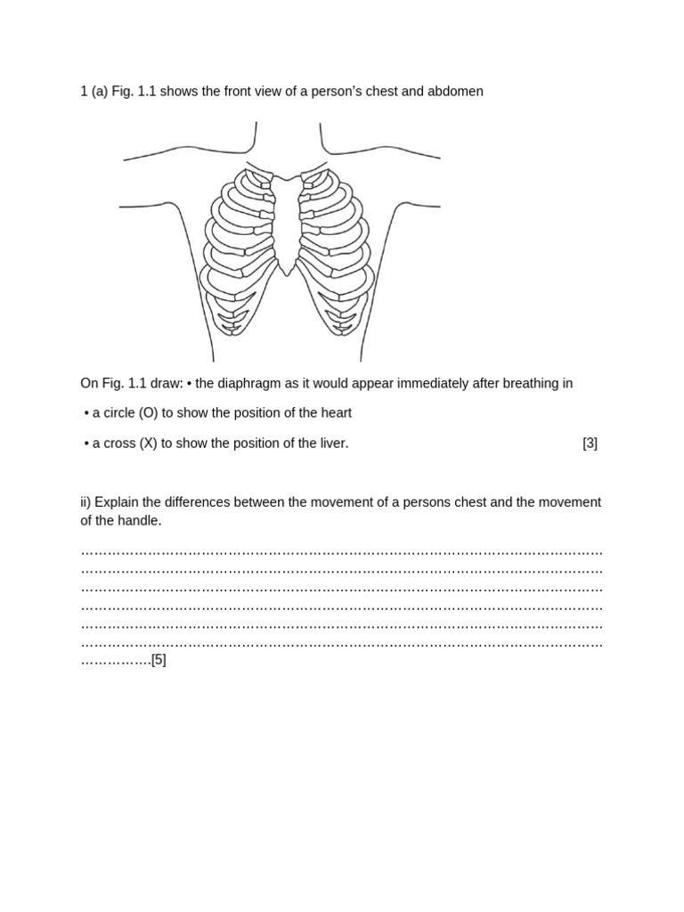 Key Questions on Breathing Mechanics | PDF | Breathing | Respiration