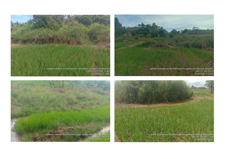 Foto Sawah | PDF