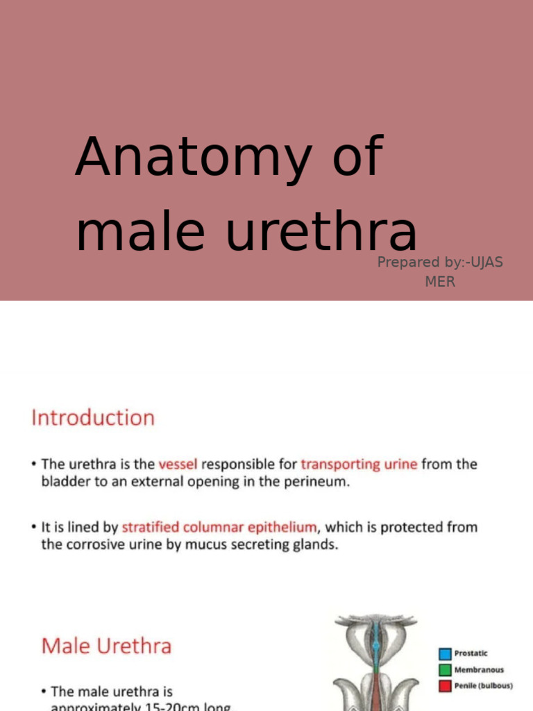 Anatomy of Male Urethra | PDF