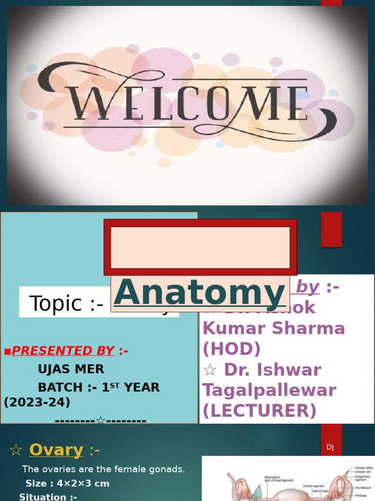 Anatomy and Functions of Ovaries | PDF | Ovary | Menstrual Cycle