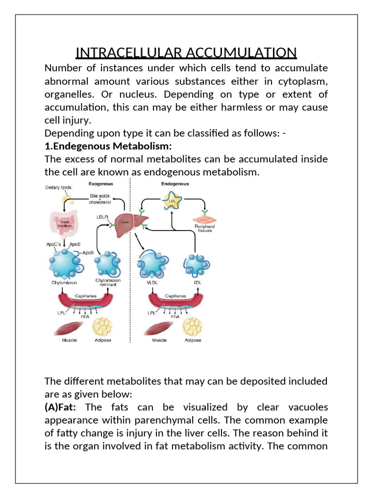 Pathophysiology Assignment | PDF | Apoptosis | Necrosis