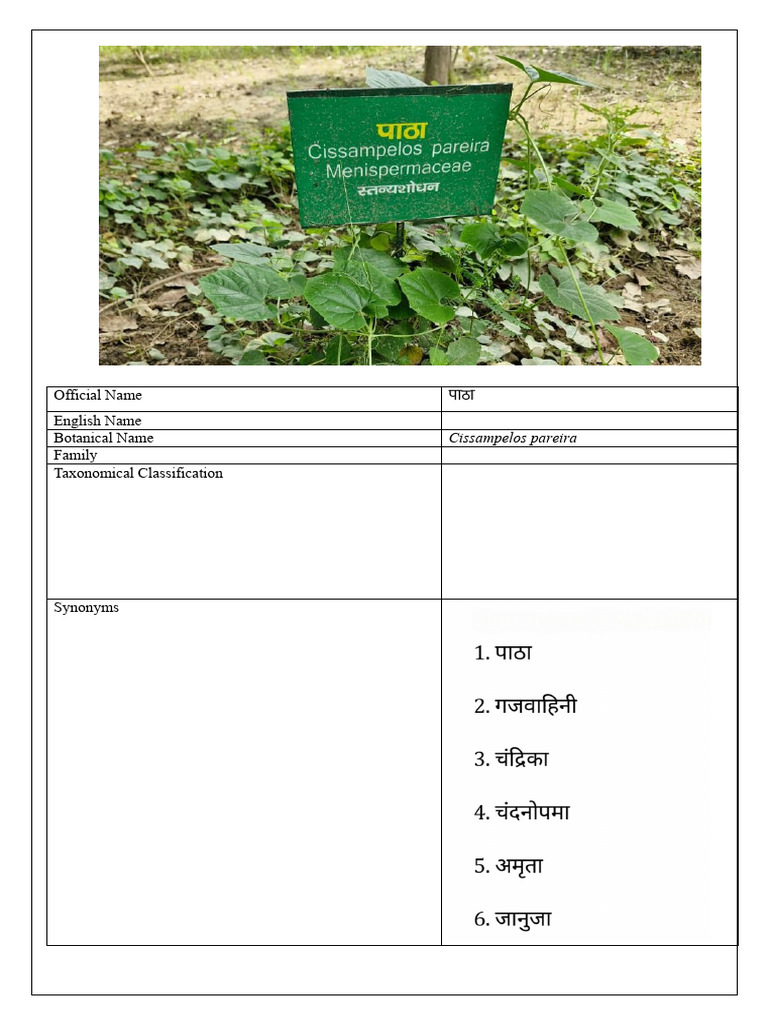 Patha (पाठा) | PDF | Flowers | Plants