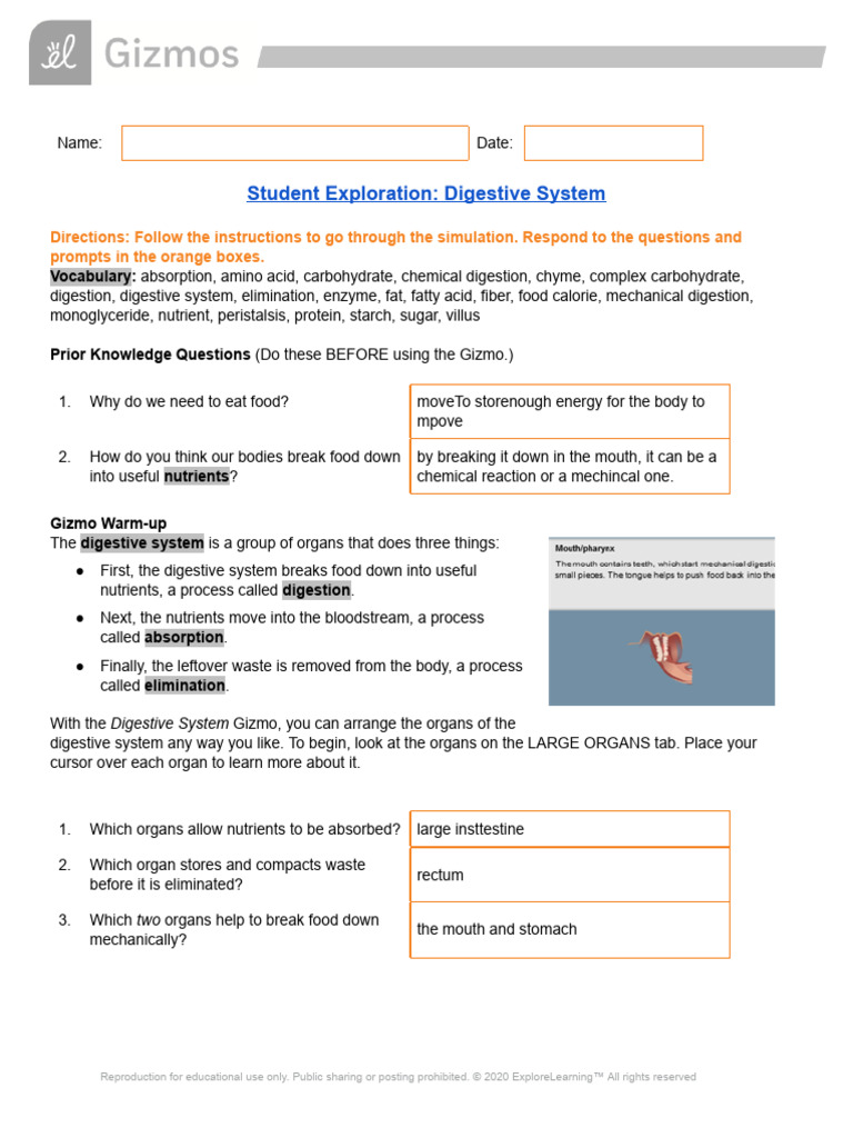 Digestive System GIZMO | PDF | Digestion | Small Intestine
