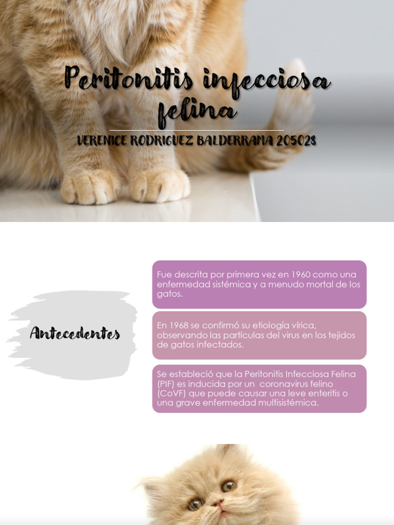Peritonitis Infecciosa Felina | PDF | Virus | Gatos