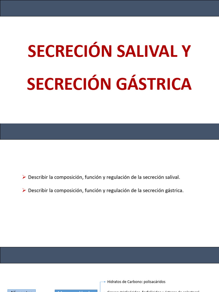 Regulación de la Secreción Salival | PDF | Estómago | Digestión