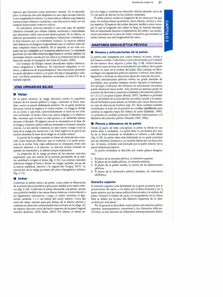 Anatomia Osea | PDF