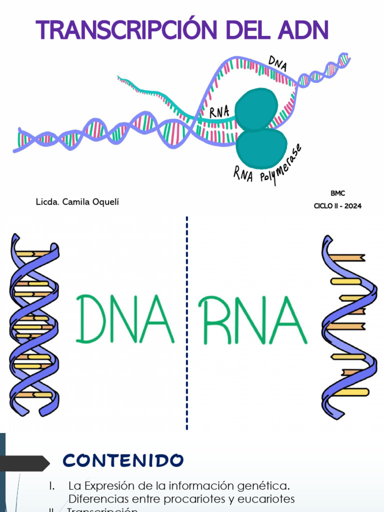 Clase 25. Transcripción - 2024 | PDF | Adn | Rna