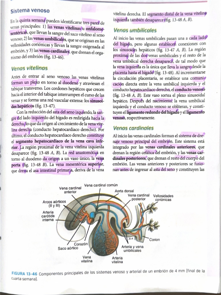Sistema Venoso Embrio 2 | PDF