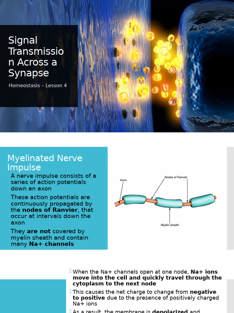 4) Signal Transmission Across A Synapse | PDF | Chemical Synapse | Synapse