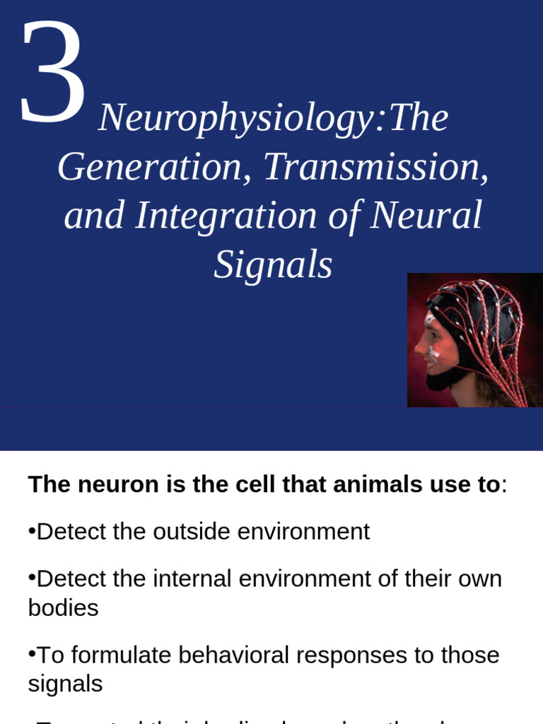 Neurophysiology of Neural Signals | PDF | Neurotransmitter | Chemical ...