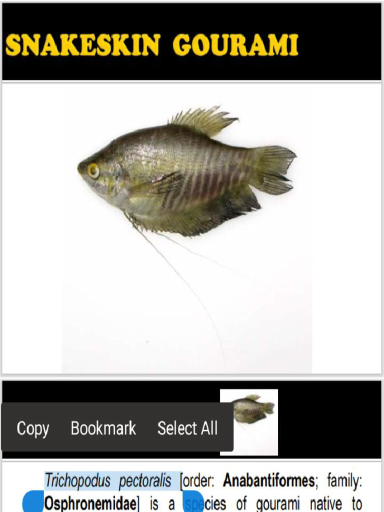 Scientific Names of Diff. Fish Species | PDF