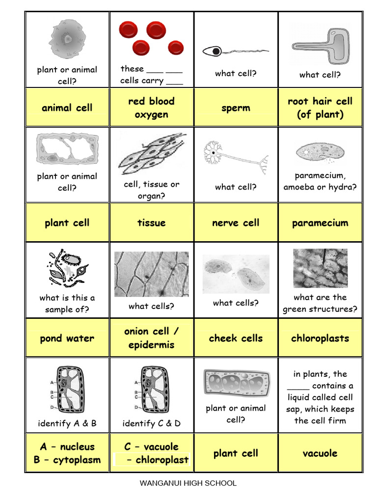 Yr9 Cellclass Flashcards | PDF | Pollination | Flowers