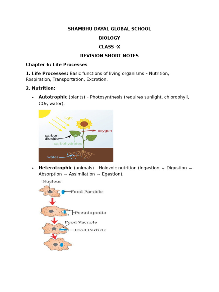 Class 10 Biology: Hormones Overview | PDF | Hormone | Fertilisation