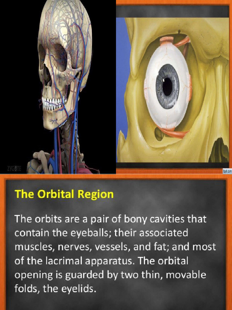 13 The Orbital Region | PDF