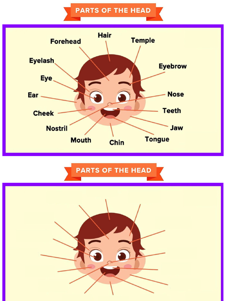 Parts of The Head - 122809 | PDF