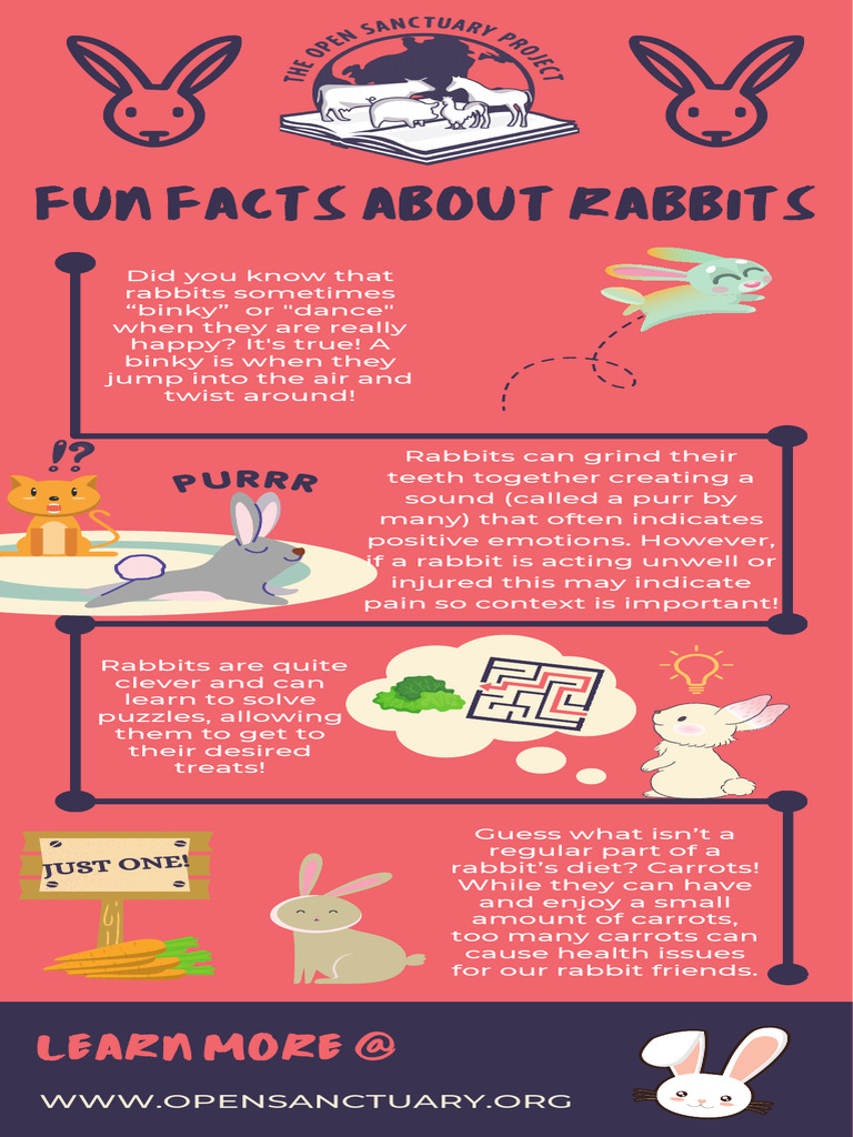 Fun Facts About Rabbits | PDF