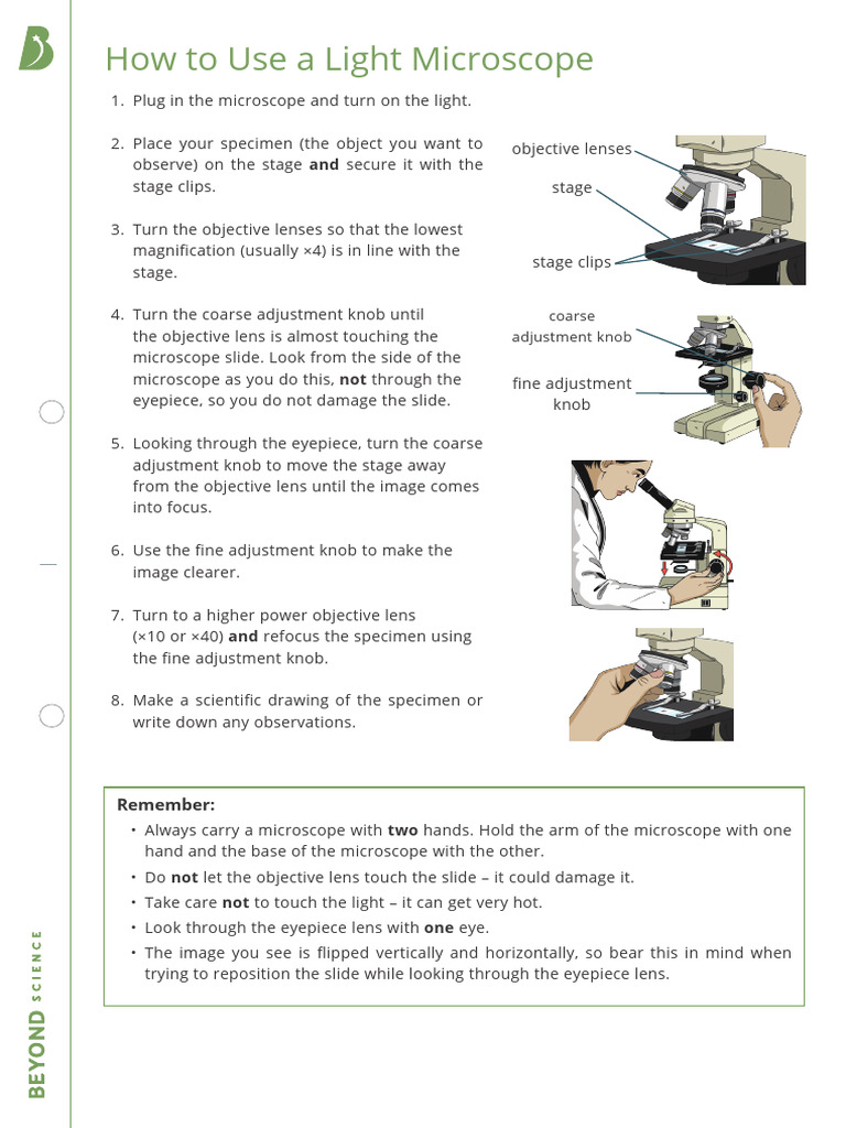 How To Use A Light Microscope Instruction Sheet - Bulb | PDF