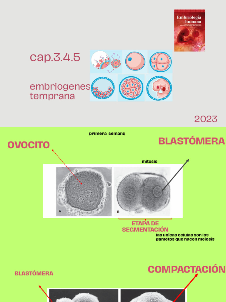 Embriogénesis: Etapas y Estructuras Clave | PDF | Epitelio | Riñón