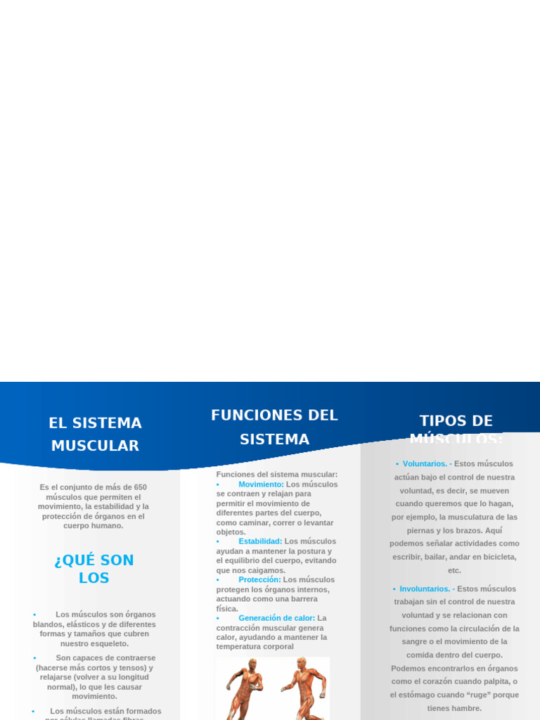 Trabajo Grupal - Triptico | PDF | Músculo | Lenguaje de programación