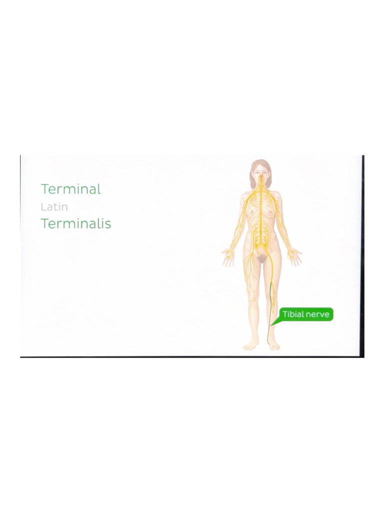 Terminal | PDF