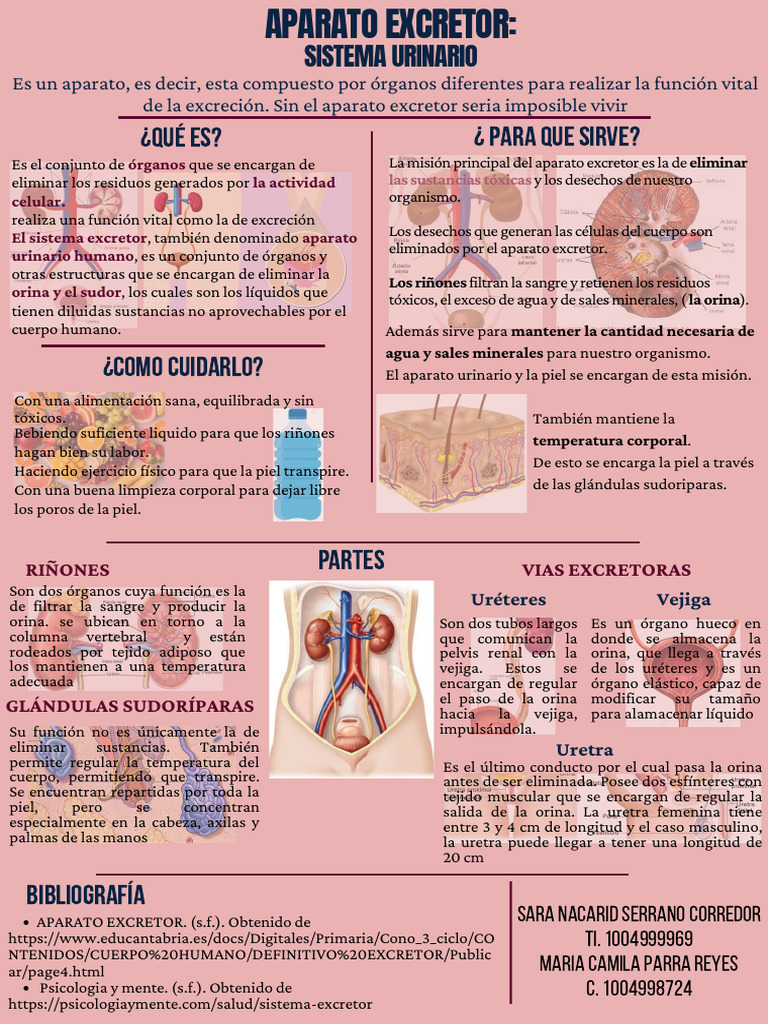 Sistema Excretor | PDF | Sistema urinario | Excreción