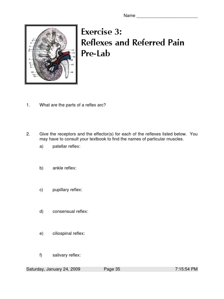 Patellar Reflex and Muscle Effectors | PDF | Pain | Stimulus (Physiology)