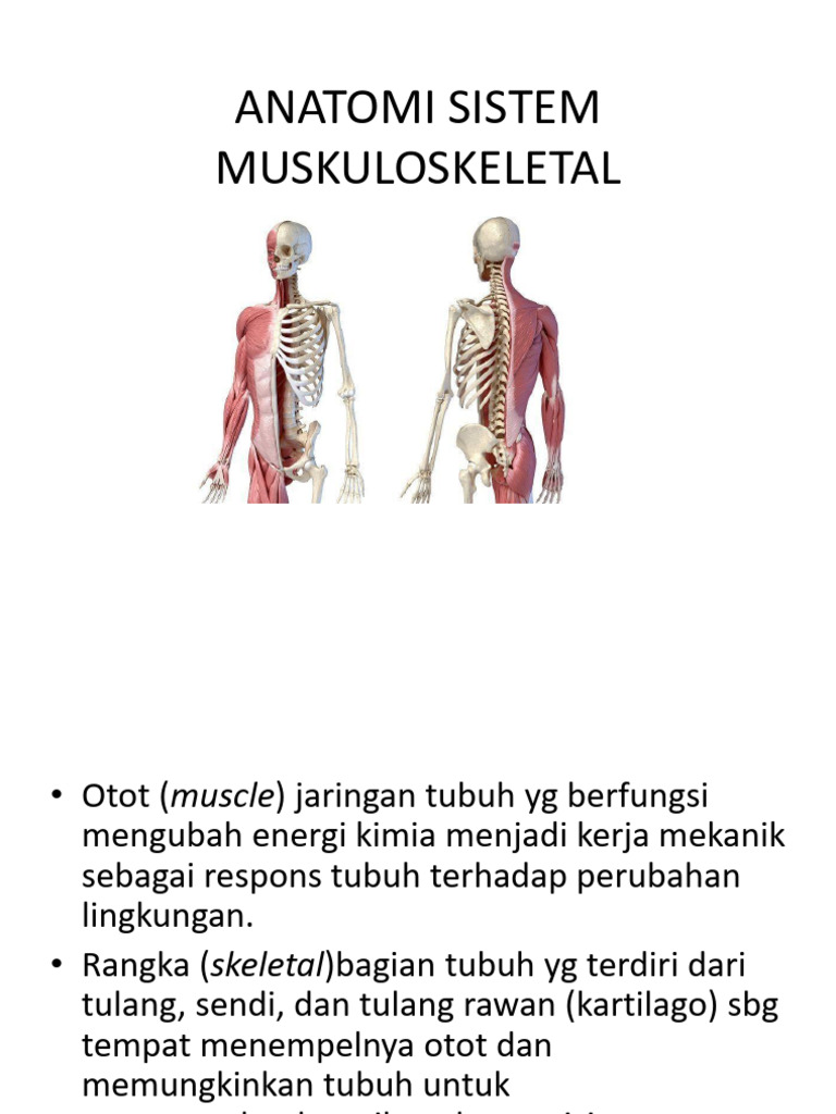 Struktur dan Fungsi Sistem Muskuloskeletal | PDF