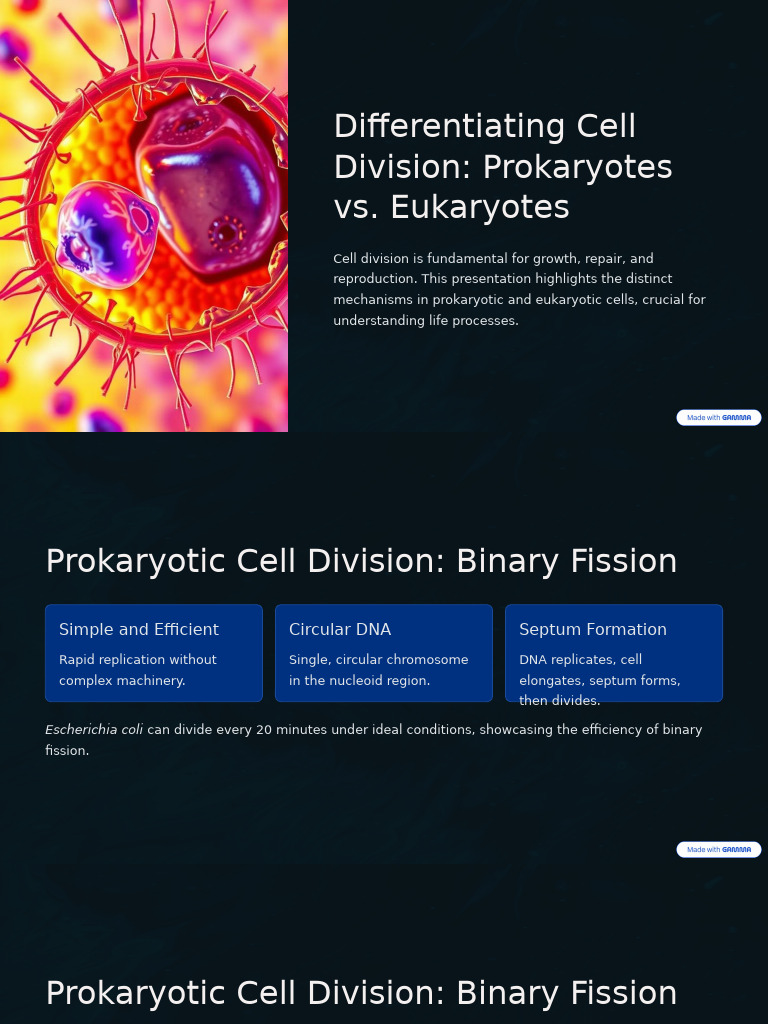 Differentiating Cell Division Prokaryotes Vs Eukaryotes | PDF | Meiosis ...