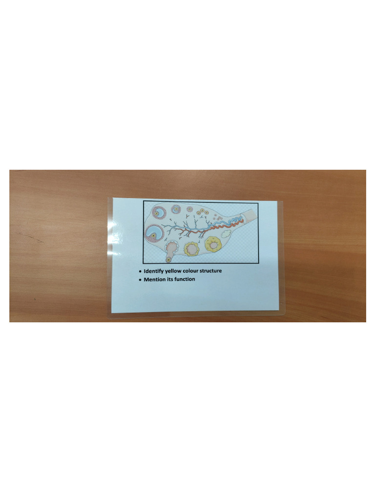 Embryology Charts | PDF