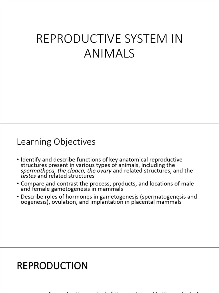 Reproductive System in Animals | PDF | Menstrual Cycle | Testicle