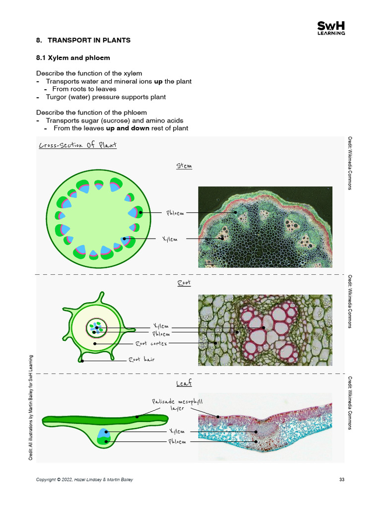 CHAPTER 8 Transport in Plants | PDF | Root | Leaf