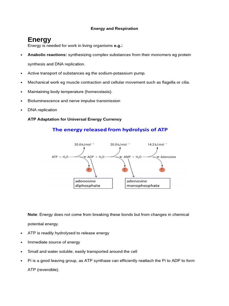 Energy and Respiration-Notes | PDF | Adenosine Triphosphate | Cellular ...