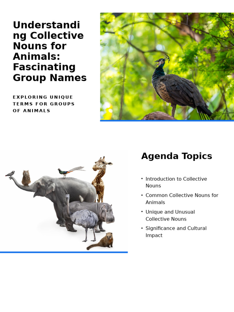 Unique Collective Nouns for Animals | PDF | Communication | Narrative