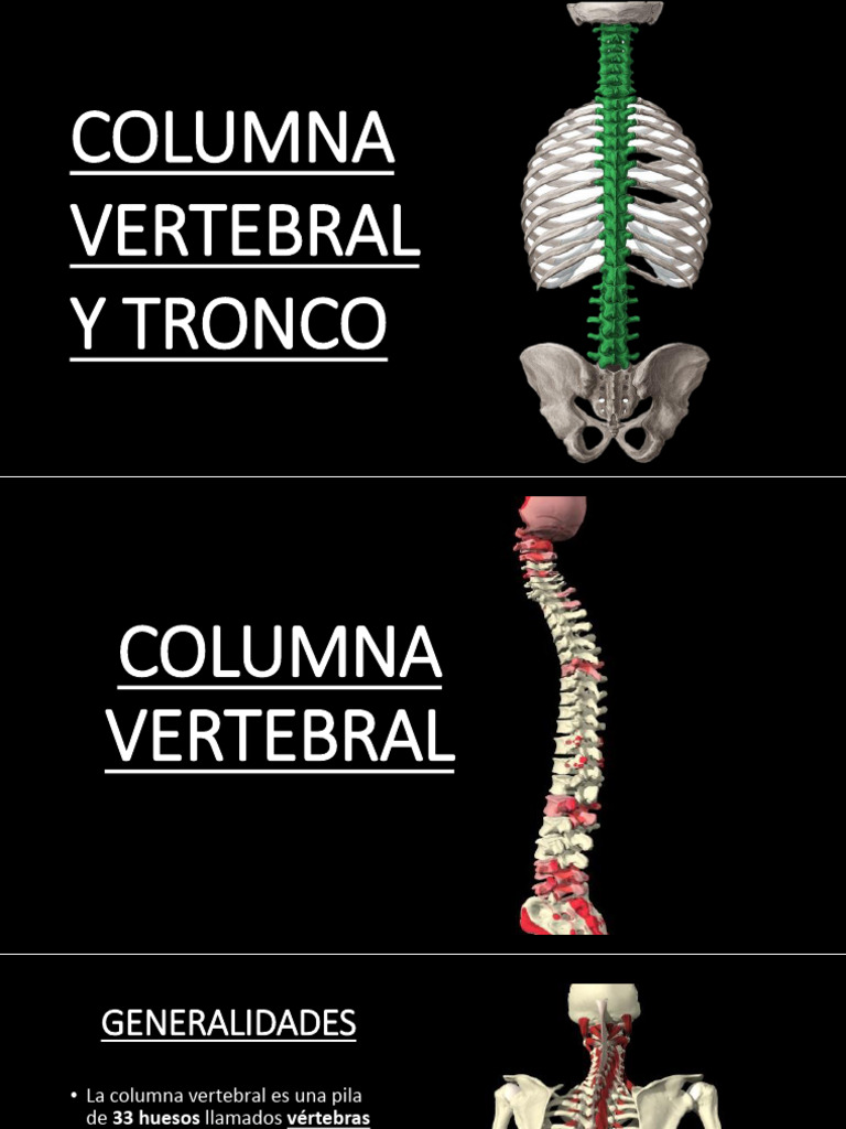 Funciones y Estructura de la Columna Vertebral | PDF | Vértebra | La ...