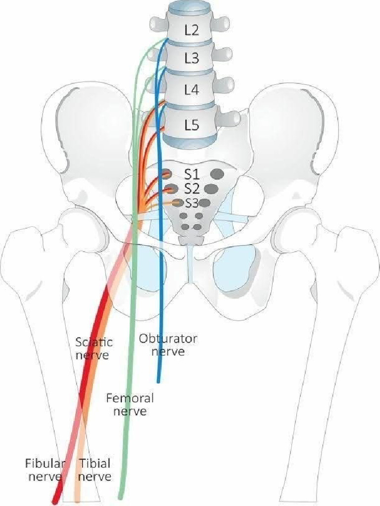 Anatomy of Lower Limb Nerves | PDF | Human Leg | Knee