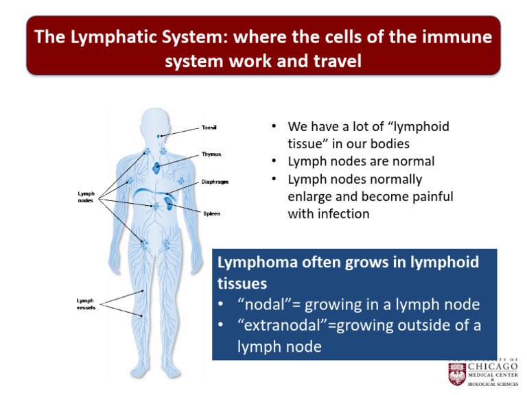 The Lymphatic System: Where The Cells of The Immune System Work and ...
