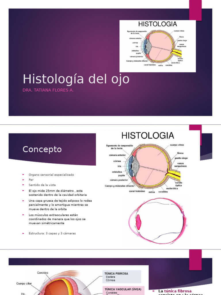 Sentidos Ojo | PDF | Percepción visual | Retina