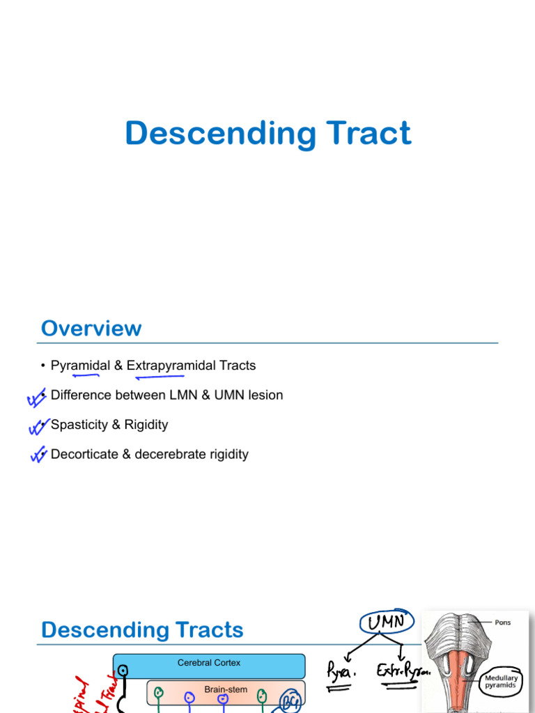 Clasp Knife Spasticity Explained | PDF | Neuroscience | Neurology