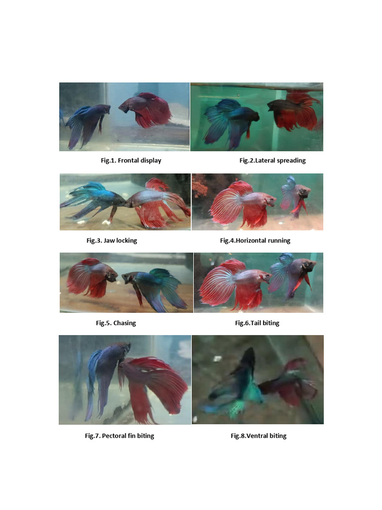 Fish Aggressive Behaviour Pictu | PDF