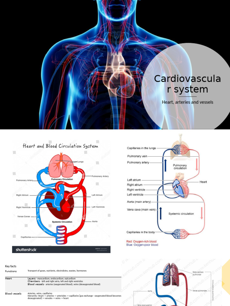 Overview of the Cardiovascular System | PDF