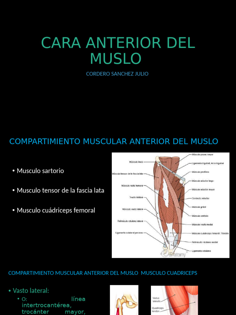 Cara Anterior Del Muslo Anatomia | PDF | Extremidades (anatomía ...