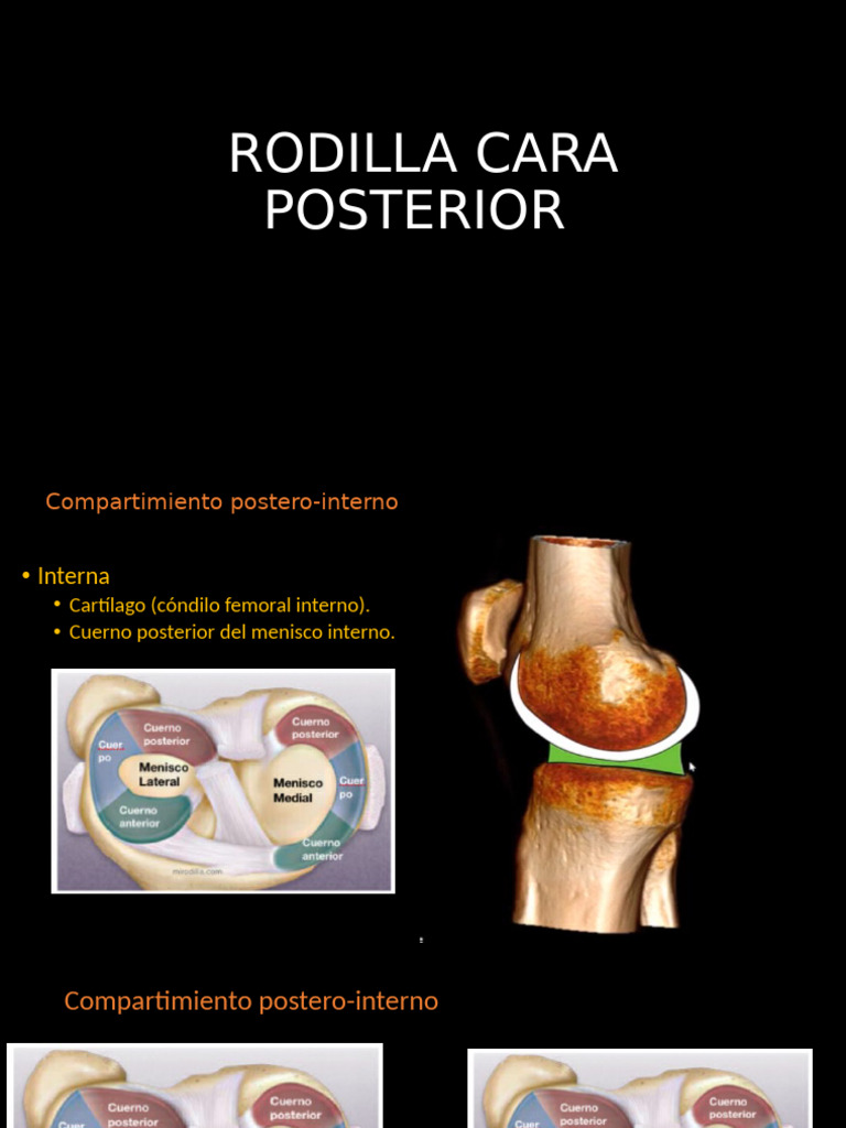 Rodilla Cara Posterior | PDF | Rodilla | Tejido suave