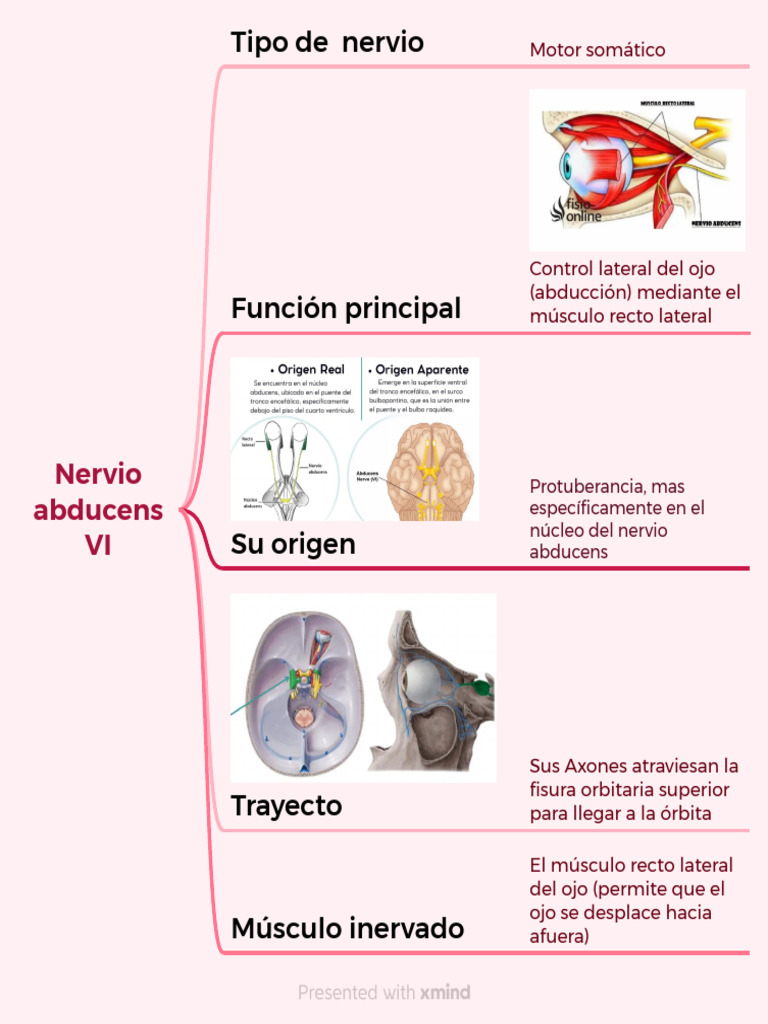 Nervio Abducens VI | PDF