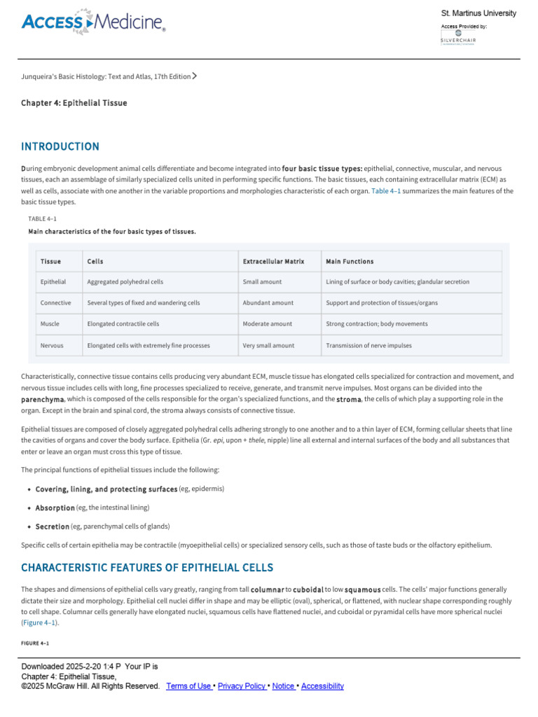 Epithelial Tissue Characteristics and Functions | PDF | Epithelium ...